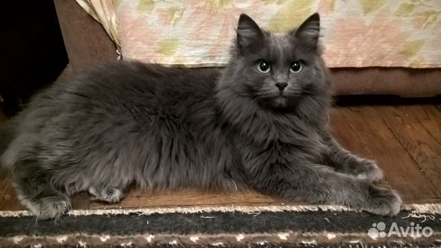 Крупная красотка ждет хозяина