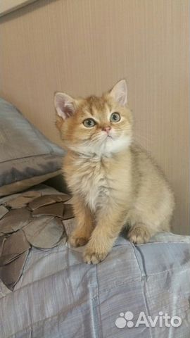 Золотой малыш