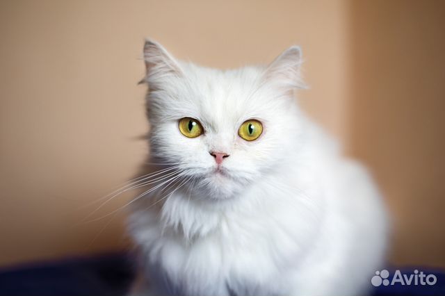 Перс Белоснежка