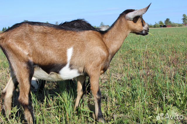 Продаётся козочка
