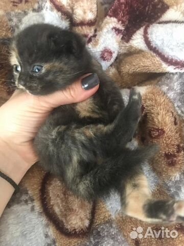 Шотландские котятки