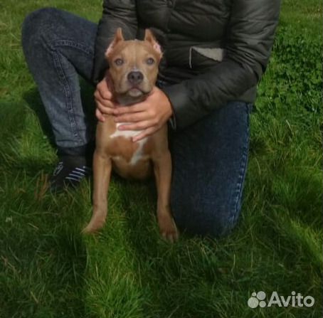 Продам Ам Стаффа