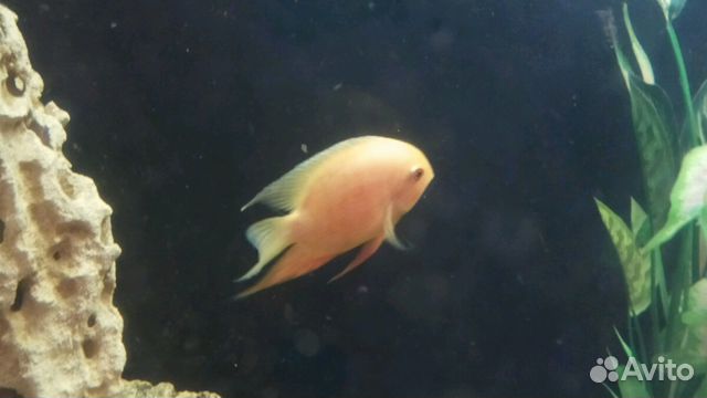 Поменяю двух северумов