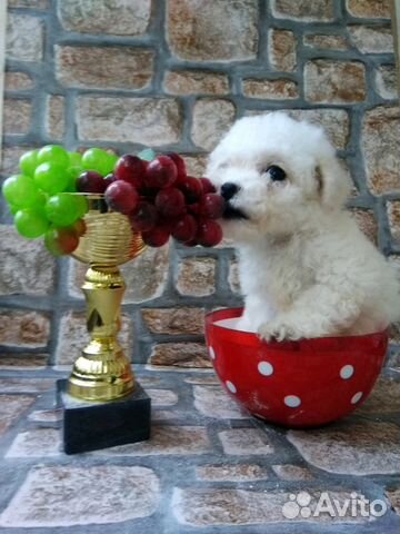 Щенки бишончики