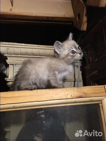 Последний шанс стать хозяином