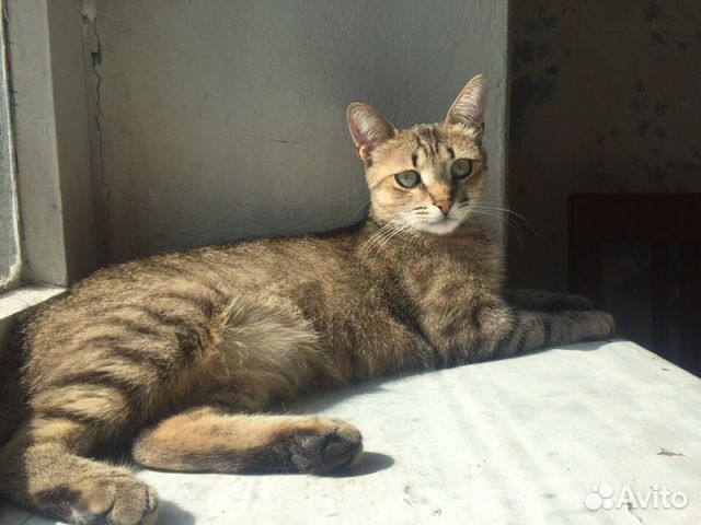 Кошка 2 года стерильна