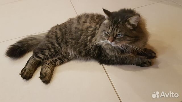 Найден кот похож на мейн-кун