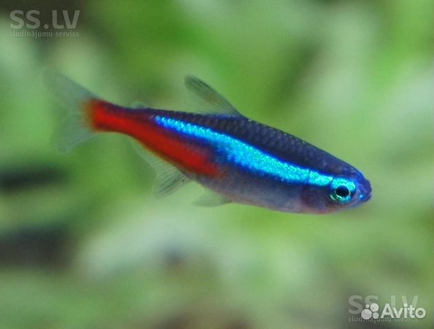 Голубой неон