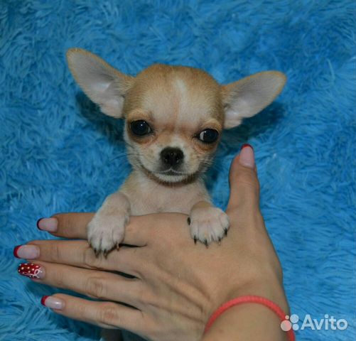 Чихуахуа крем и голубопалевые щенки