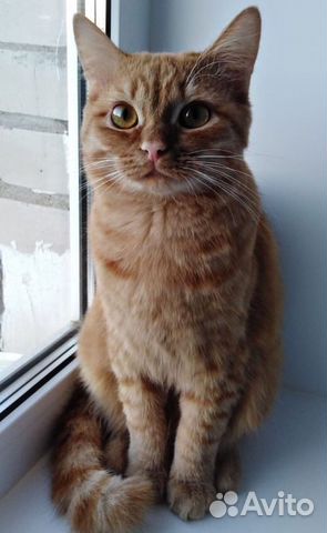 Котенок перс/шотландец В добрые руки