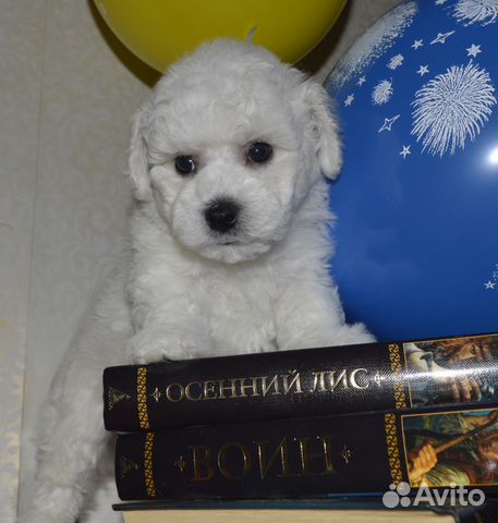 Снежное чудо