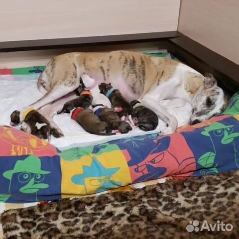 Продаются щенки уиппета (малая английская борзая)