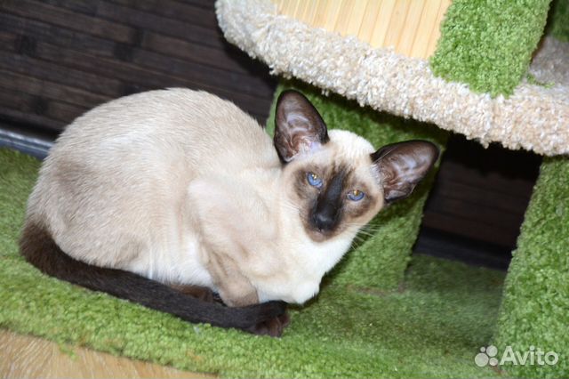 Ориенталка