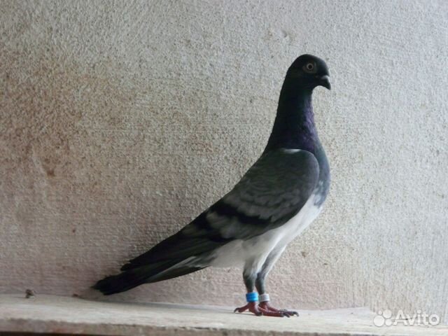 Голуби Венгры Дереши