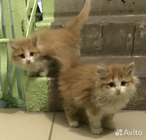 Милые рыжие котята бесплатно