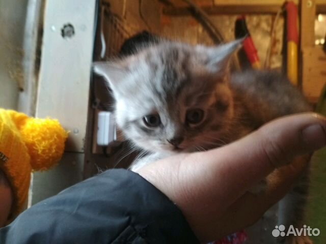 Котята в добрве руки