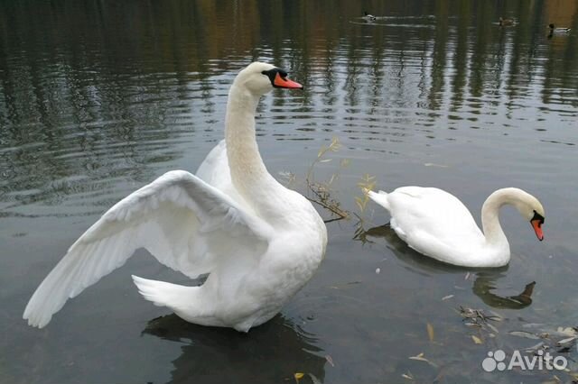Лебеди взрослые. Пара