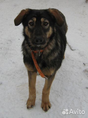 Собака Долли из приюта