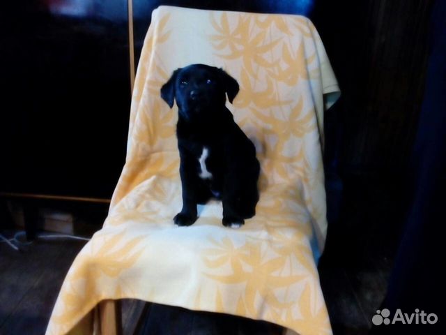 Щенки-метисы черного лабрадора и лайки ищут дом