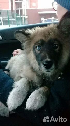 Метис Хаски