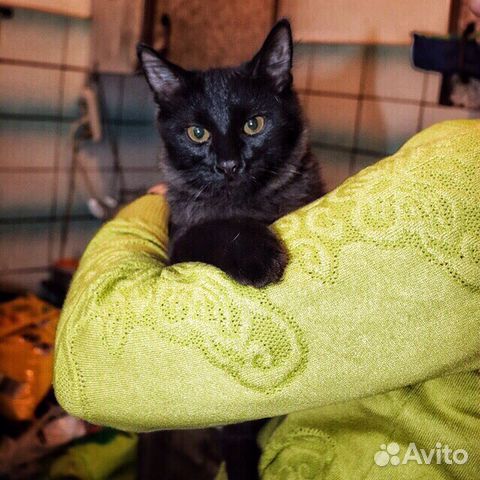 Котёнок Дэни в хорошие руки