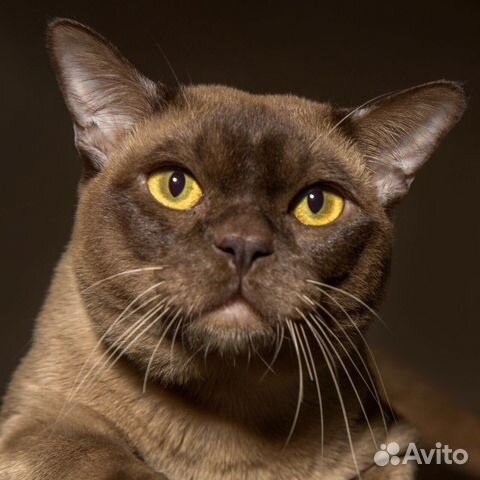 Котята бурманские