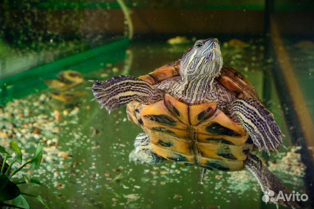 Черепахи красноухие с аквариумом