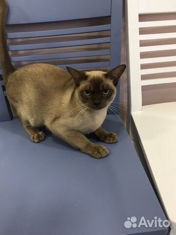 Бурма кот(Продажа)