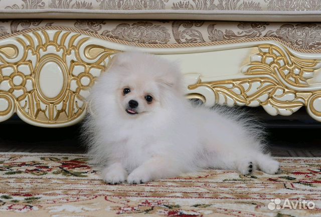 Мальчик померанский шпиц