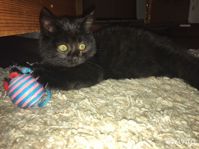 Котёнок