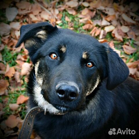 Риччи, щенок немецкой овчарки метис в дар