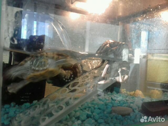 Аквариум в черепашками