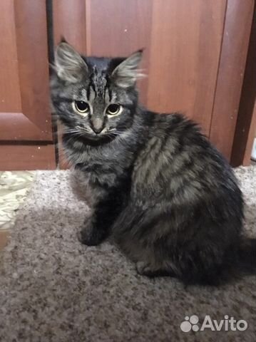 Шанель и Масяня. Не проходите мимо такой красоты)