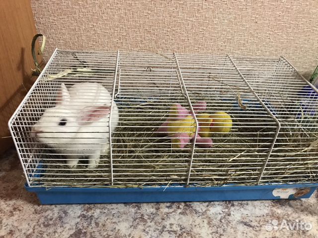 Кролик с клеткой