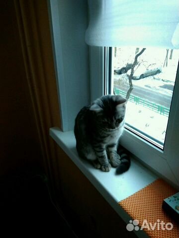 Котенок