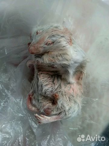 Кормовые мыши заморозка (в пакете около 45 штук)