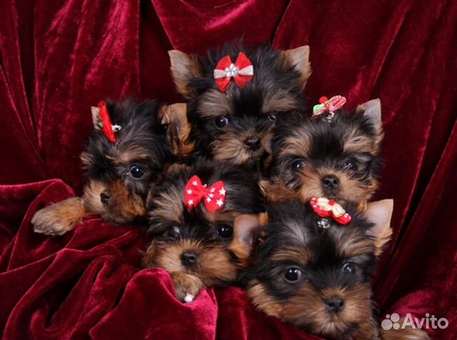 Супер мини малыши