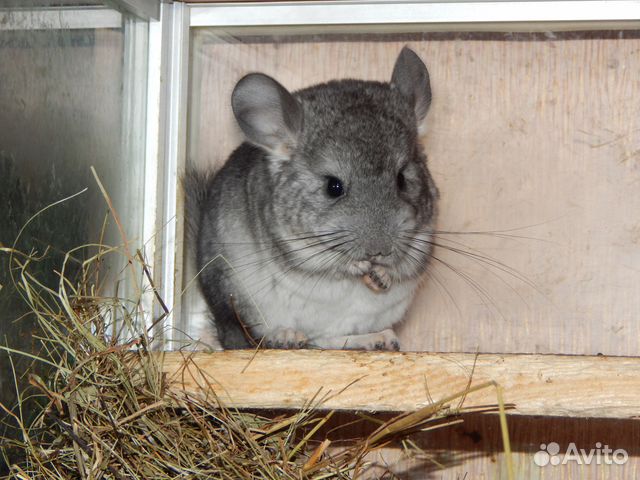 Шиншиллы сестрички