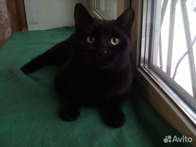 Ласковый Черный Котенок-подросток в дар 10 мес