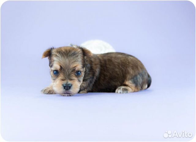 Мини девочка голдаст