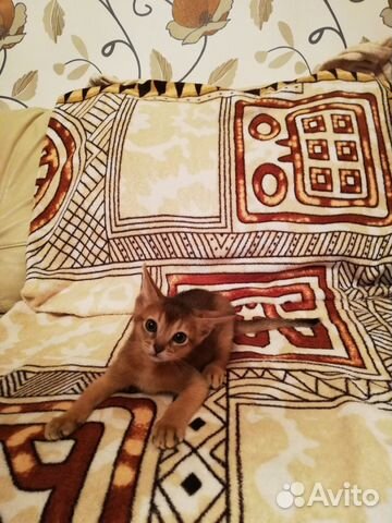 Абиссинские котята с документами