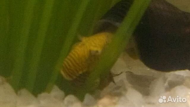 Тиломелания - улиточка