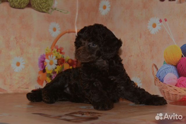 Санта Лючия из Лесного Царства