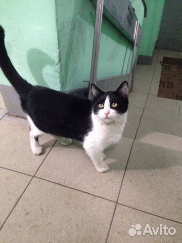 Котик из подьезда ищет дом