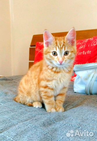 Очаровательная котодевочка