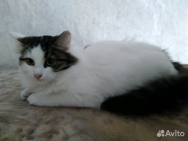 Кошечка зайка