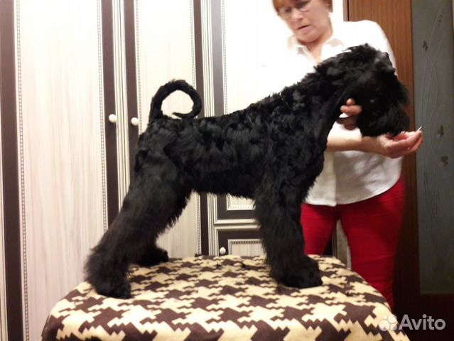 Щенки Керри блю терьера