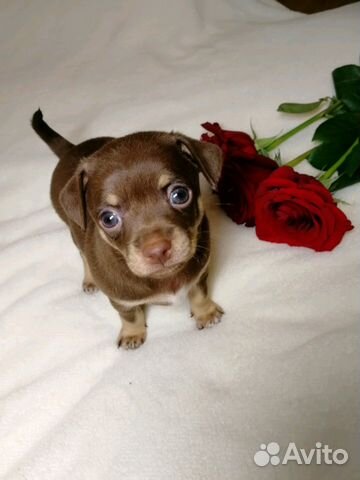 Мексиканская голая мини