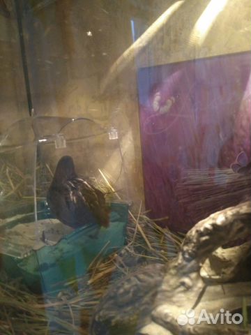 Китайский перепел