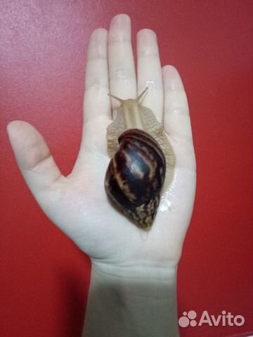 Улитки Ахатины